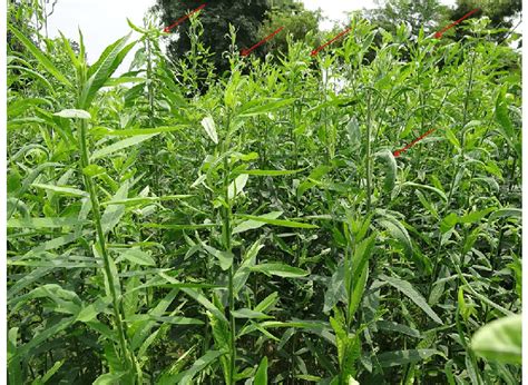 Sunhemp Plants Showing Leaf Curl Symptoms Arrow Mark Under Natural