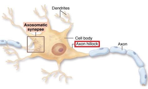 Axon Hillock Alchetron The Free Social Encyclopedia