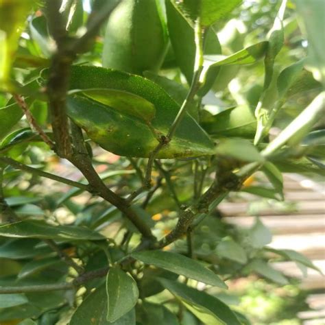 Citrus Leaves Diseases Object Detection Dataset V1 2023 07 18 613pm By Citrus Leaf Disease