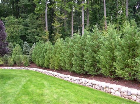Best Trees And Plants For Privacy Privacy Landscaping Fence