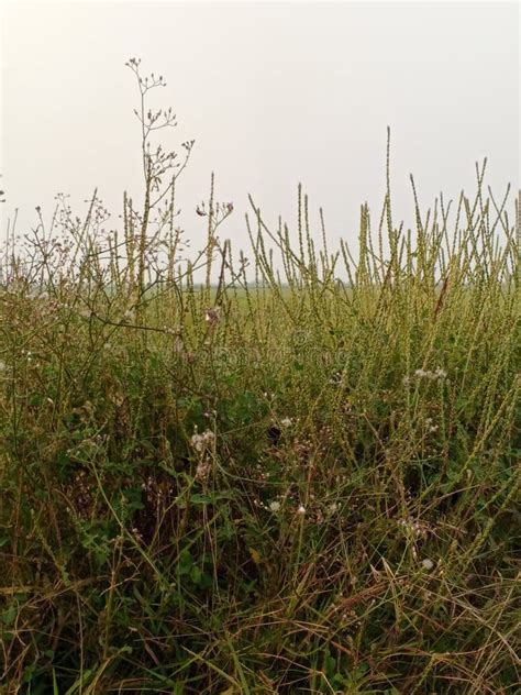 Grass In The Yard Of The House In A Small Country Beard Stock Image