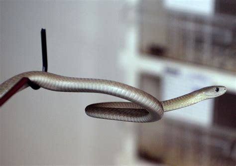 Huge Black Mambas Found Mating Beneath Womans Front Door Newsweek