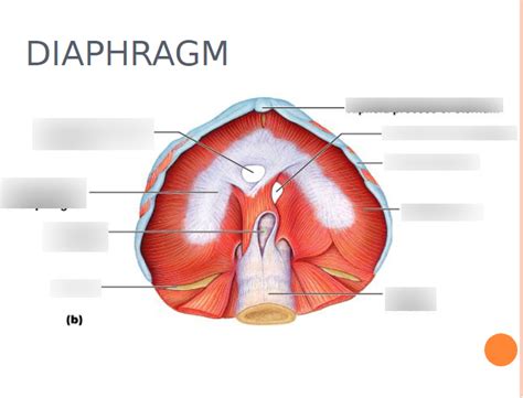How Does The Diaphragm Work Quizlet At Esperanza Bruns Blog