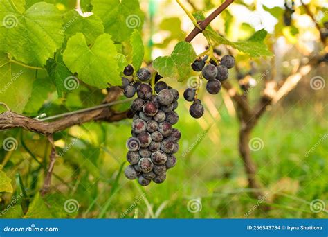 Racimo De Uvas De Vino Colgando De Una Vid En El Viñedo La Agricultura