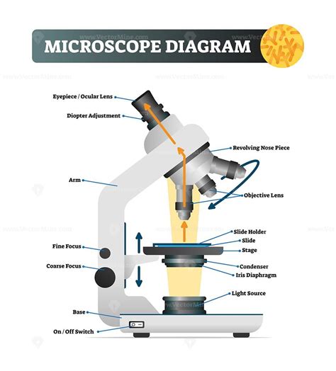 Microscope Diagram Vector Illustration Vectormine Science Equipment Microscope Protein Biology