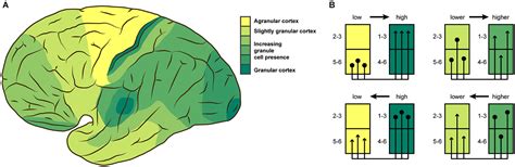 Frontiers Towards A “canonical” Agranular Cortical Microcircuit