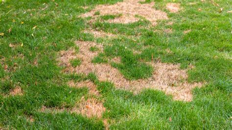 7 Summer Lawn Diseases To Watch For