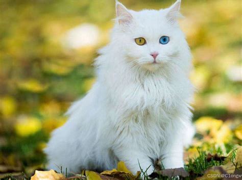 Ctf随题思路—miscmeowmeowmeowmeowmeowmeow Ctf Csdn博客 Ctf随题思路—miscmeowmeowmeowmeowmeowmeow Ctf Csdn博客