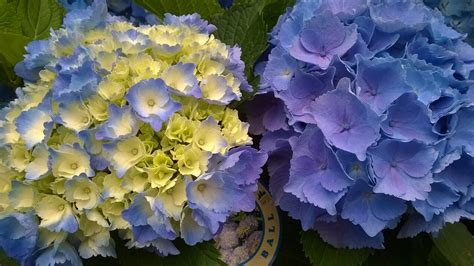 Hydrangea Range Paddys Plants Online