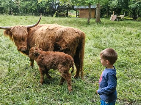 Mini Highland Kuh Alles Was Du Über Diese Miniatur Rinderrasse Wissen Musst Ryker Webb