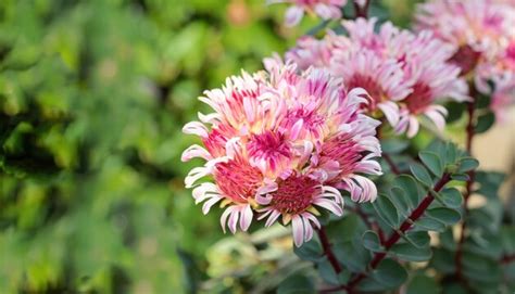 Premium Photo | Cecelia flowering in the garden with copy space