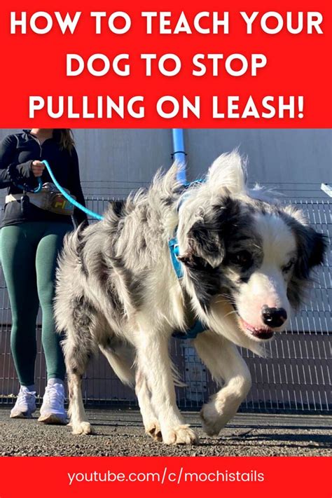 How Do I Stop My Border Collie From Pulling