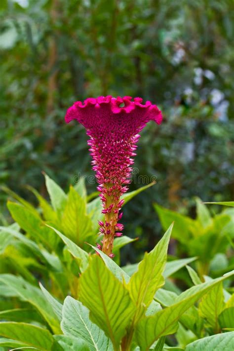 Plumed Cockscomb Flower Stock Image Image Of Detail 31916161