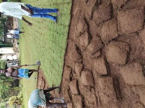 Natural Mexican Korean G2 Grass For Garden Unit Size 1square Feet