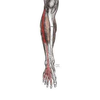 Extensor Digitorum Longus Muscle Anatomy Origin Insertion Action The Wellness Digest