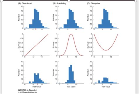 Chapter 6 Phenotypic Selection Flashcards Quizlet