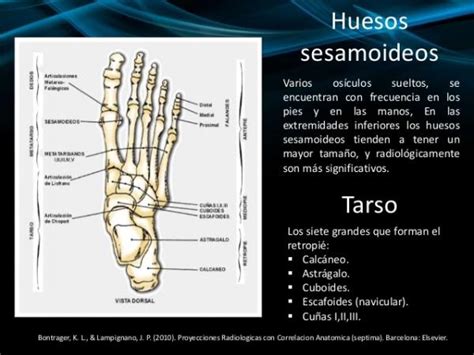 Cuáles Son Los Huesos Sesamoideos Lista Con Ejemplos