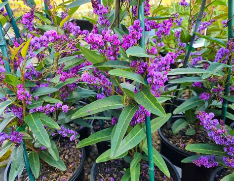 Hardenbergia Violacea Happy Wanderer Wholesale Nursery Nurseries In