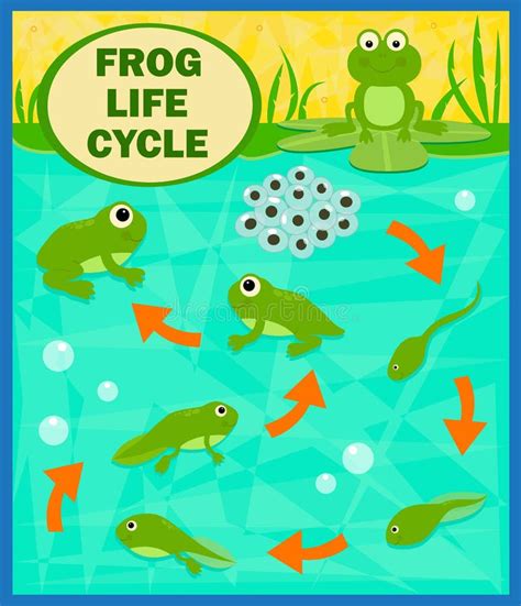 Concepto Del Ciclo De Vida De La Rana Stock De Ilustración