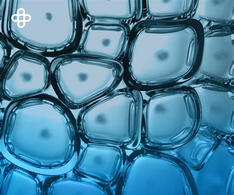 Células Madre Stem Cells