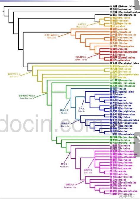 蔷薇科和茄科那个更高级？ 知乎