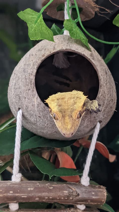 Parsnip The Animal Talent Ltd Parsnip The Animal Talent Ltd