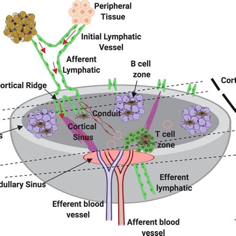 Schematic Diagram Of Lymph Node Ln Structure Initial Lymphatic Download Scientific Diagram