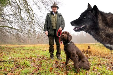 Legdens Hegerings Leiter Der Wolf Kommt Näher