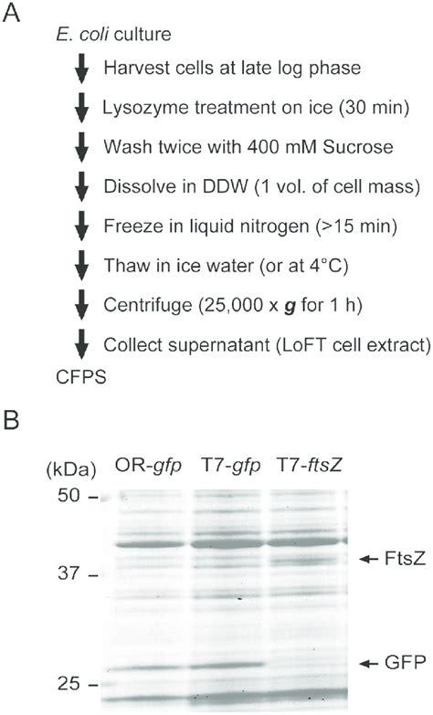Loft Lysozyme Treatment Osmotic Shock And Freeze Thawing Cell