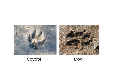 Coyote Tracks And Prints And How To Recognize Them Floofmania