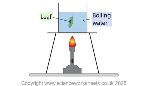 Aqa Gcse Testing A Leaf For Starch Biology Science Worksheets