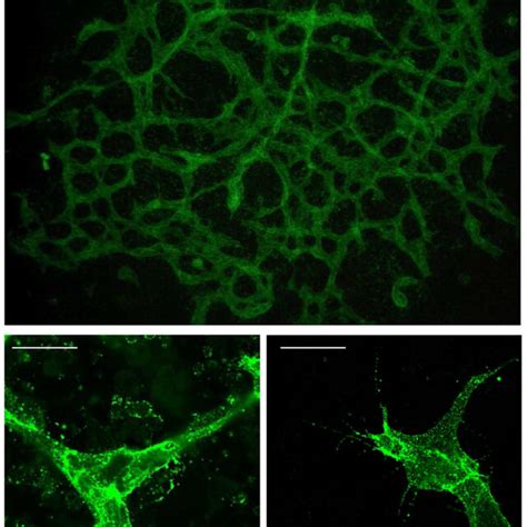 Vascular Plexus Formation In Allantois Explant Cultures Allantoides Download Scientific