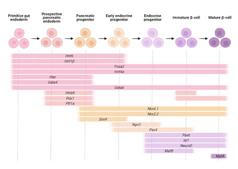 β Cell Differentiation Transcription Factor Expression Profile Biorender Science Templates