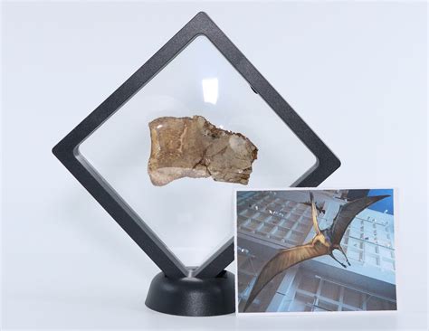 Rare Pteranodon Pterosaur Femur Pc 23 Fossil Bone Cretaceous Kansas