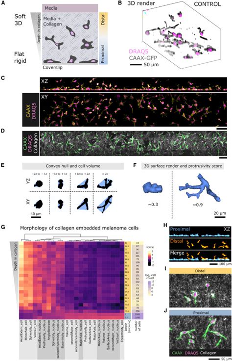 Environmentally Dependent And Independent Control Of 3d Cell Shape