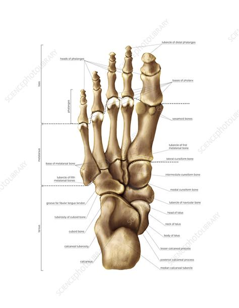 Foot Bones Diagram Labeled 1014x1473