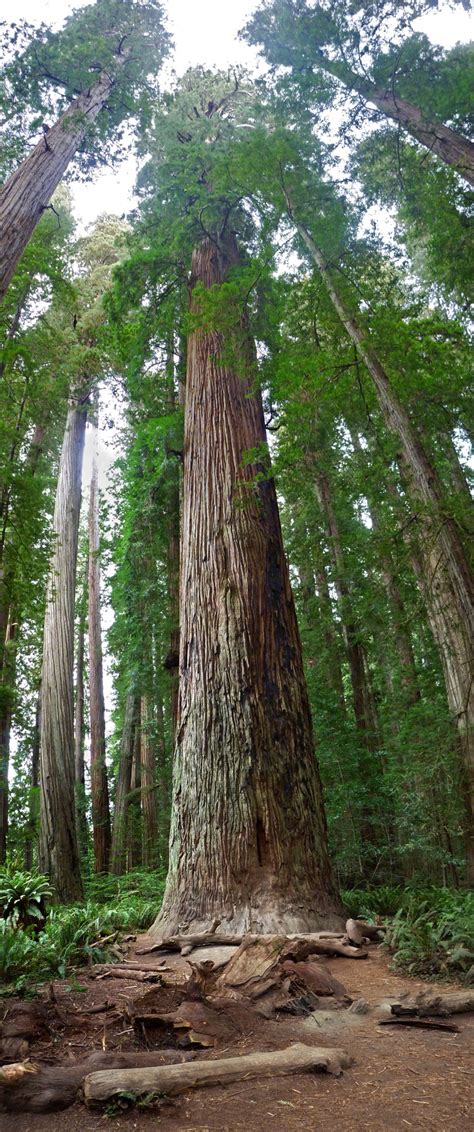 Tall Trees Stout Grove Trail Jedediah Smith Redwoods State Park