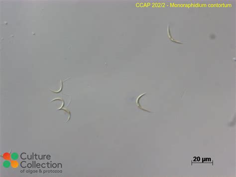 Monoraphidium Contortum