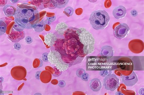 T Cell Attacking Leukemia Cell Illustration High Res Vector Graphic Getty Images