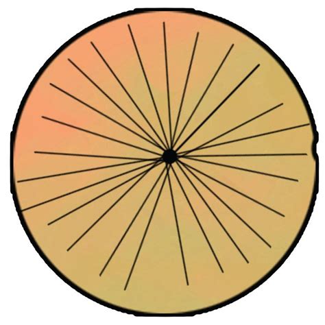 Yaprakların Düzenlenmesi