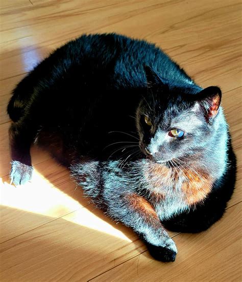 Off The Wall The Colors Of Spooksy