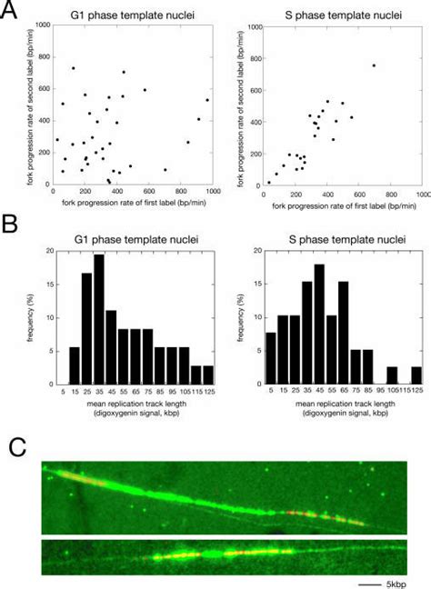 Heterogeneity Of Replication Fork Progression In Vitro A Download Scientific Diagram