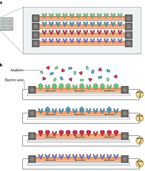 An Example Of Nanosensor Technology A Silicon Nanowires Download Scientific Diagram