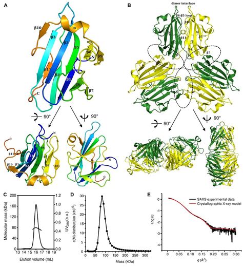 Structure And Oligomerization State Of Cml1 In Crystal And In Solution Download Scientific