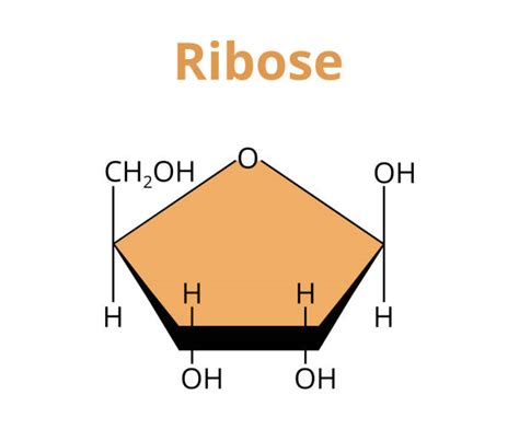 Molecular Structure Of Ribose Free Ribose Molecule Icons Symbols