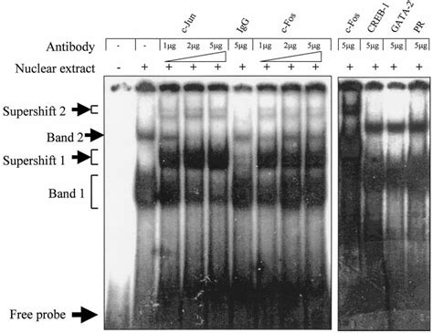 Identification Of C Jun And C Fos Binding To The Putative Ap 1 Element