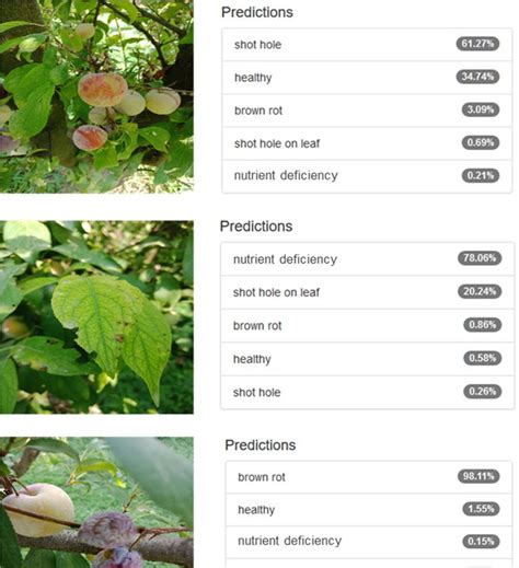 Disease Detection In Plum Using Convolutional Neural Network Under True
