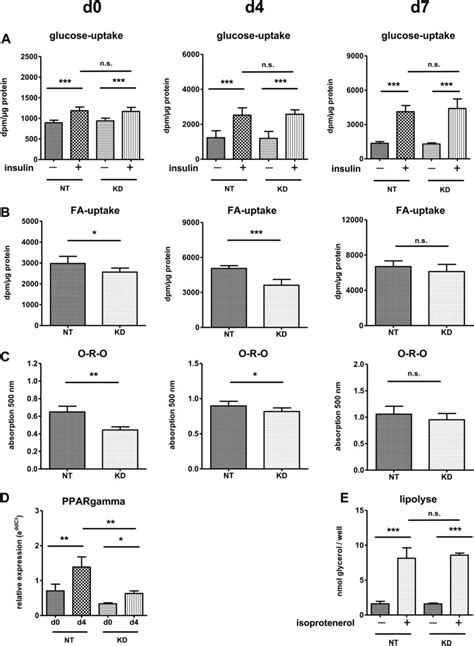 Physiological Impact Of Cdh13 Mrna Depletion During Adipocyte