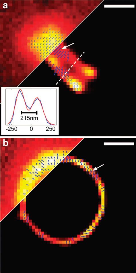 Polarization As A New Dimension In Super Resolution Microscopy