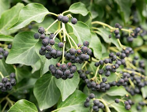 Irish Ivy Guide How To Grow Care For Hedera Hibernica Gardenbeast